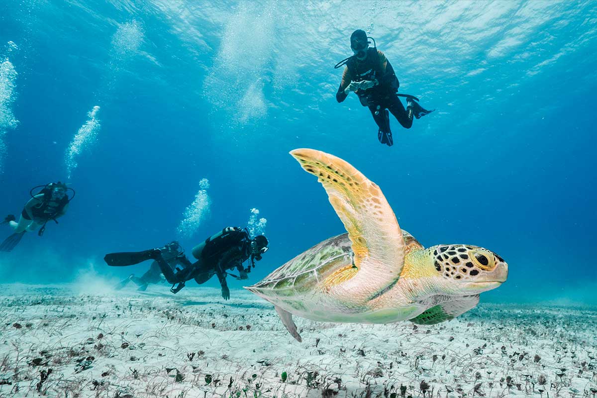 Scuba diving photographer Archives - Driftcurrent Adventures